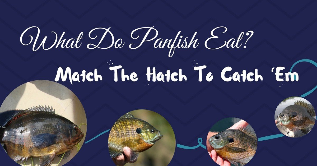 What do Panfish Eat? Match the Hatch to Catch ?Em